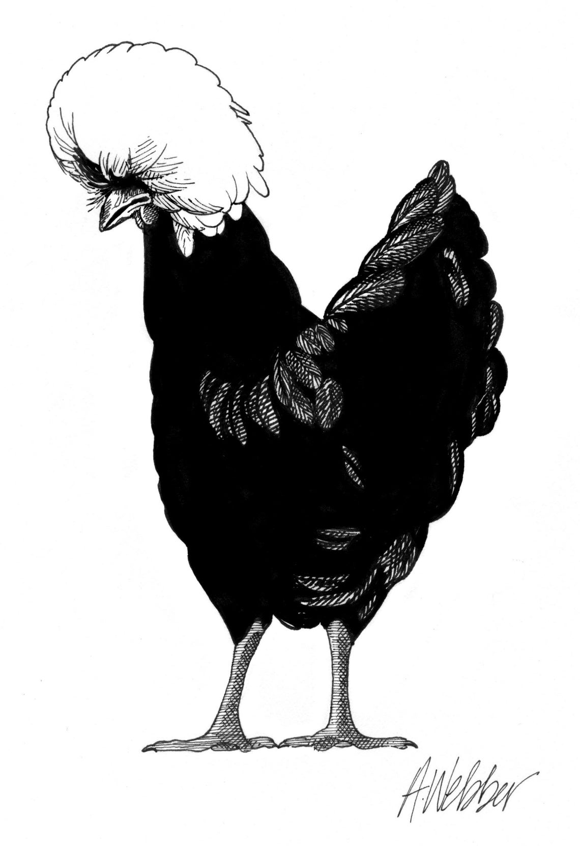 Black and White Print of Polish Chicken - Etsy