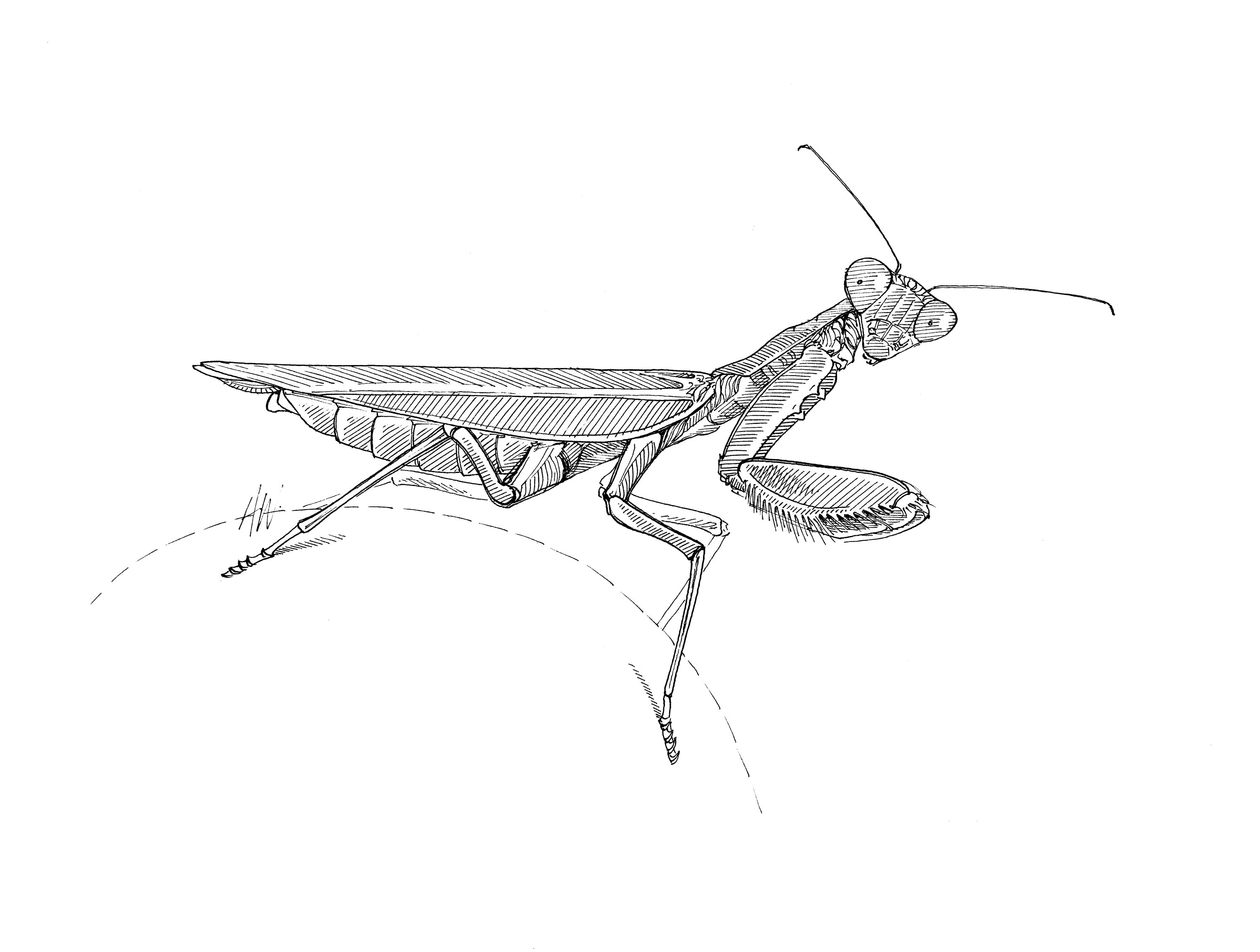 Praying Mantis Black And White Drawing