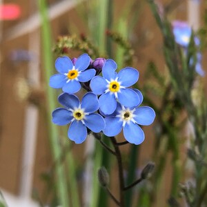 Forget-me-not Flower Bunch Card - Floral Botanical Greeting Cards ...