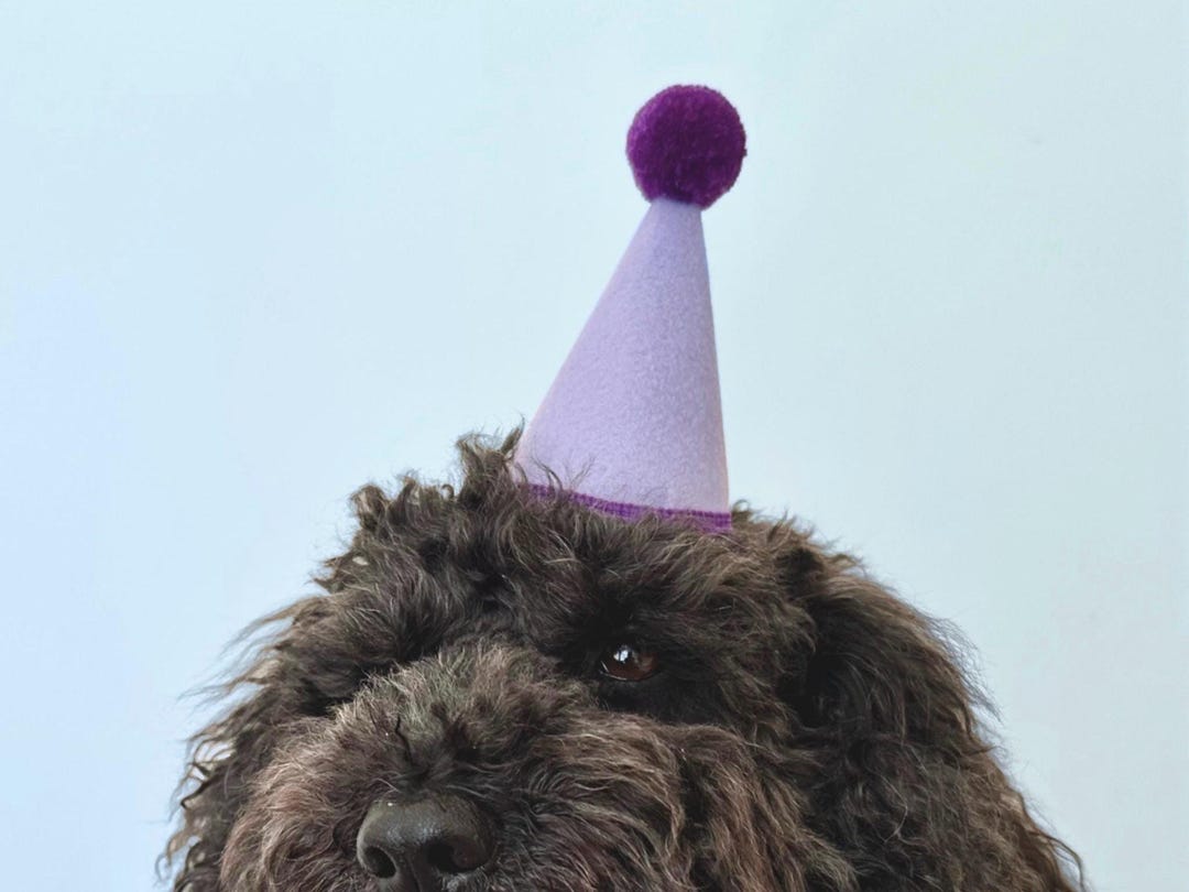 Dog Party Hat | Cat Birthday Party Hat | Colourful Dog Birthday Hat ...