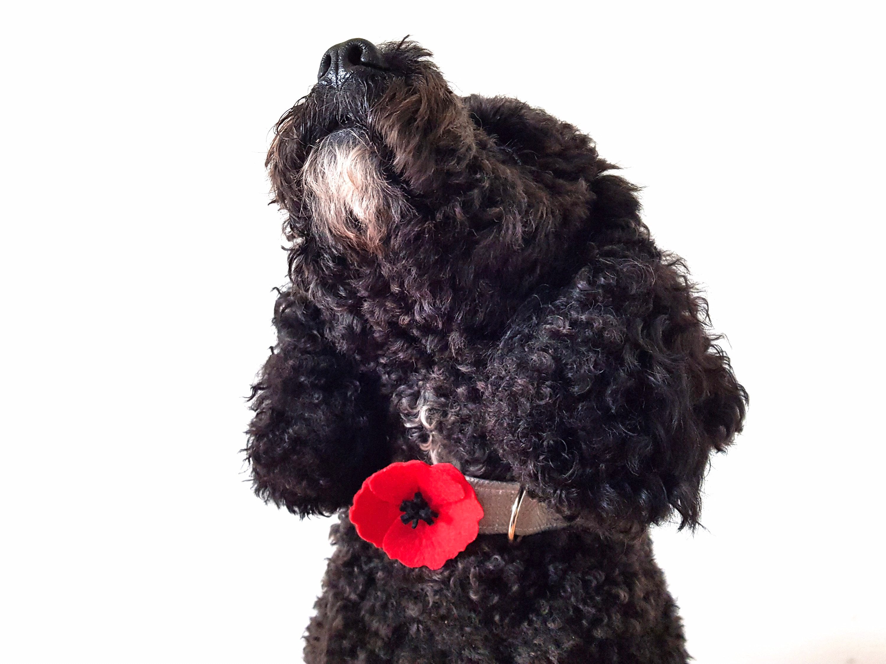 Poppy Collar Accessory Poppy Dog Collar Flower Dog Flower | Etsy