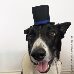 Dog Top Hat Top Hat for Pets Dog Wedding Outfit Pet Fancy Dress Dog ...
