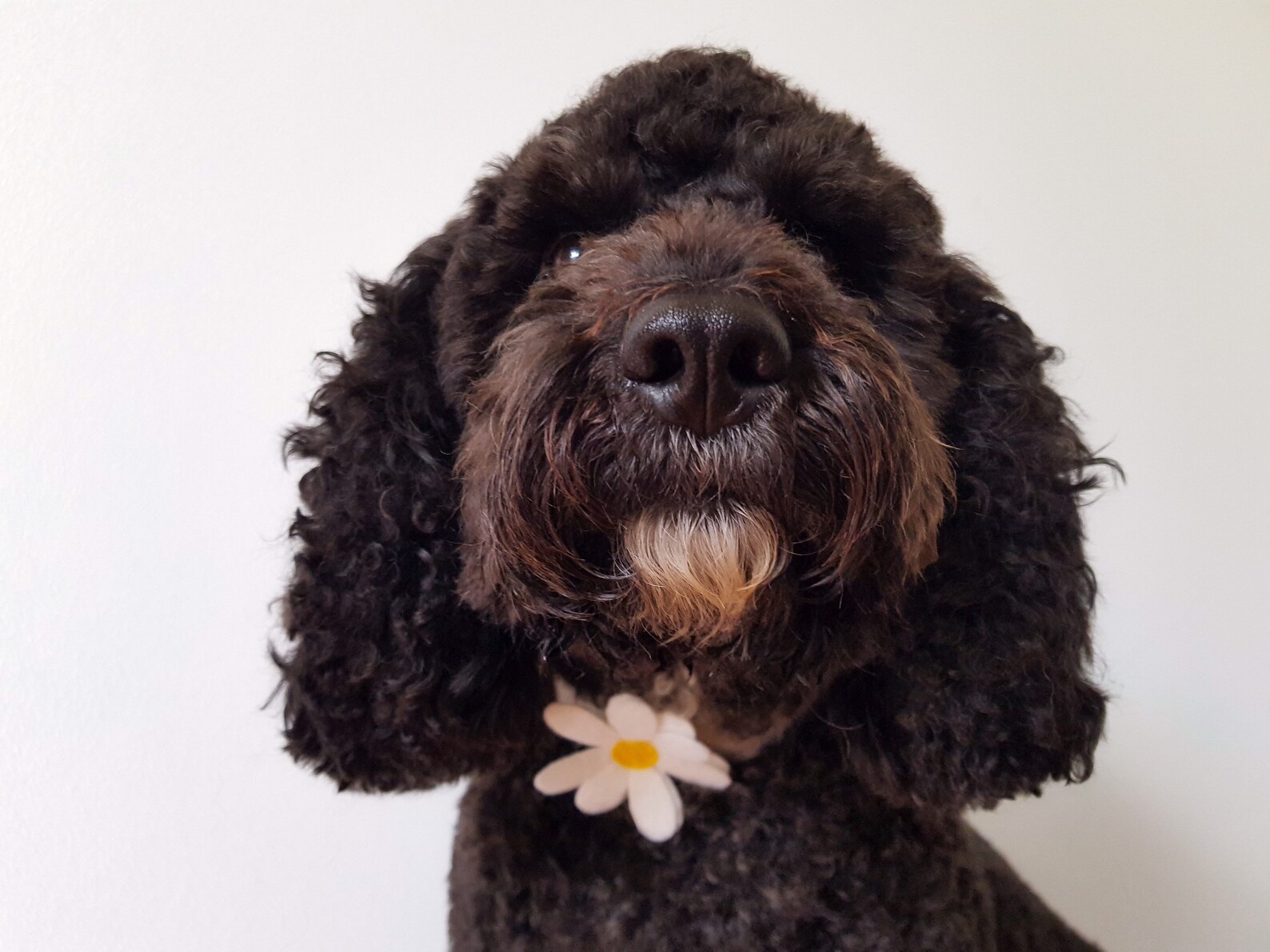 Daisy Collar Accessory Daisy Dog Collar Flower Dog Flower - Etsy UK