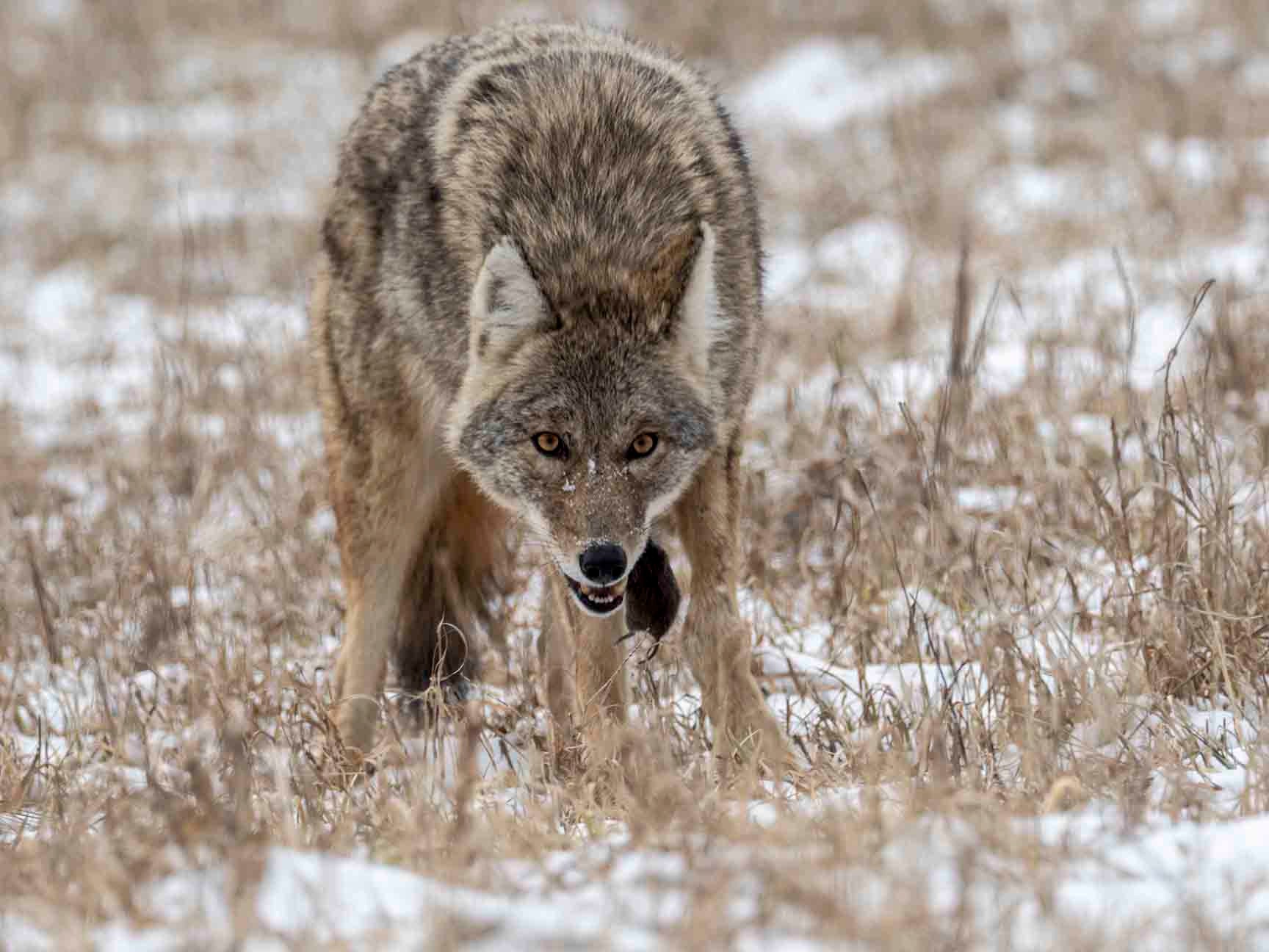 Coyote Eating