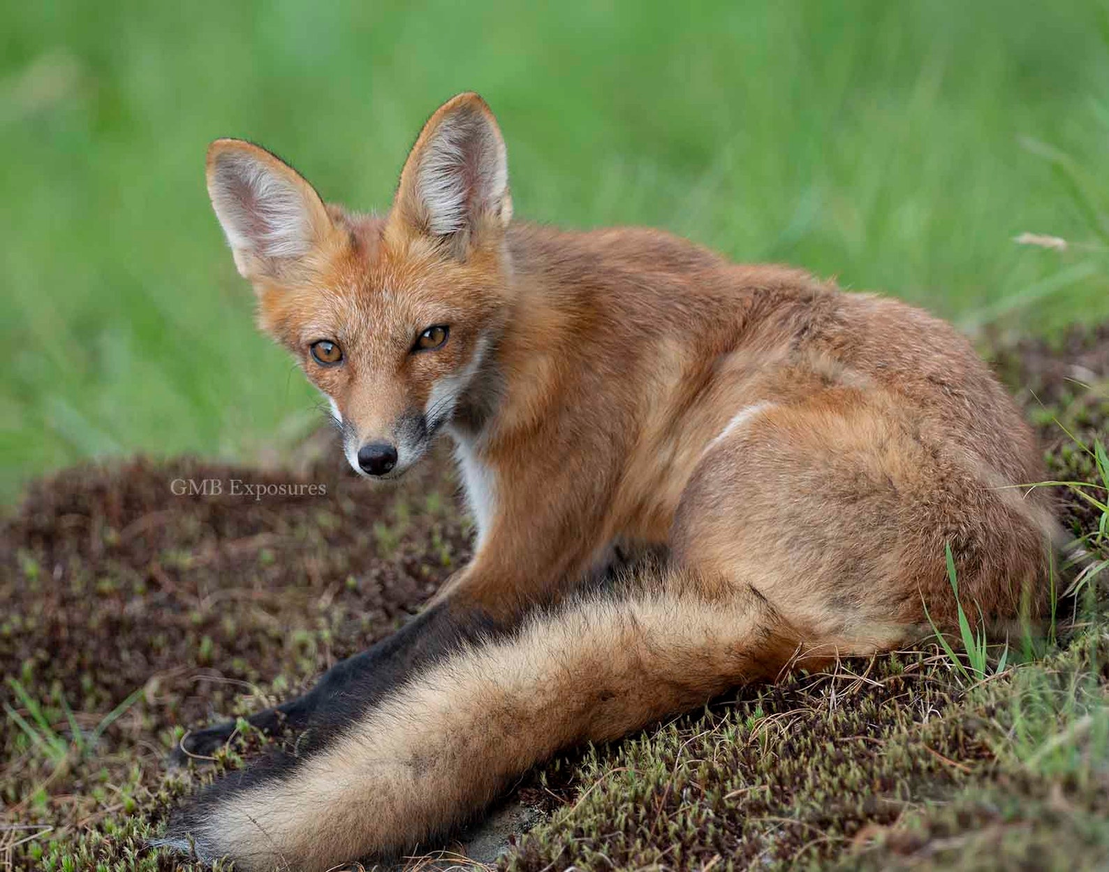 Red Fox Pup - Etsy