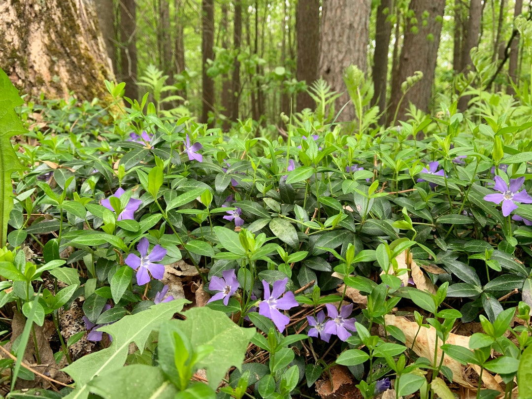 Wildcrafted Periwinkle Tincture - Etsy