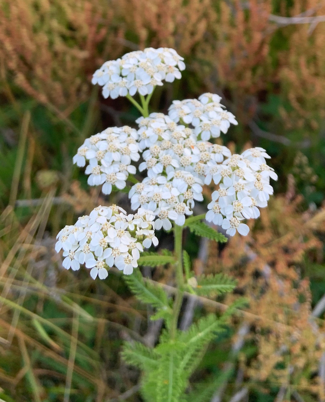 Wildcrafted Yarrow Tincture - Etsy