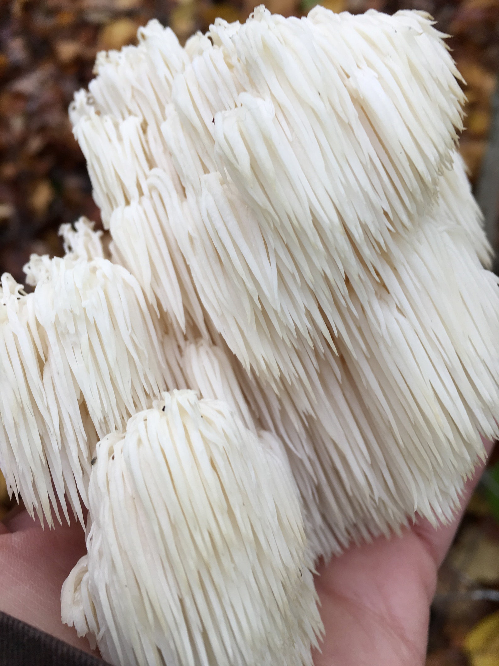 Not Available** Dried Bear's Head Tooth Mushroom - Etsy UK