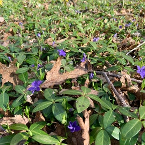 Wildcrafted Periwinkle Tincture - Etsy