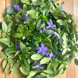 Wildcrafted Periwinkle Tincture - Etsy