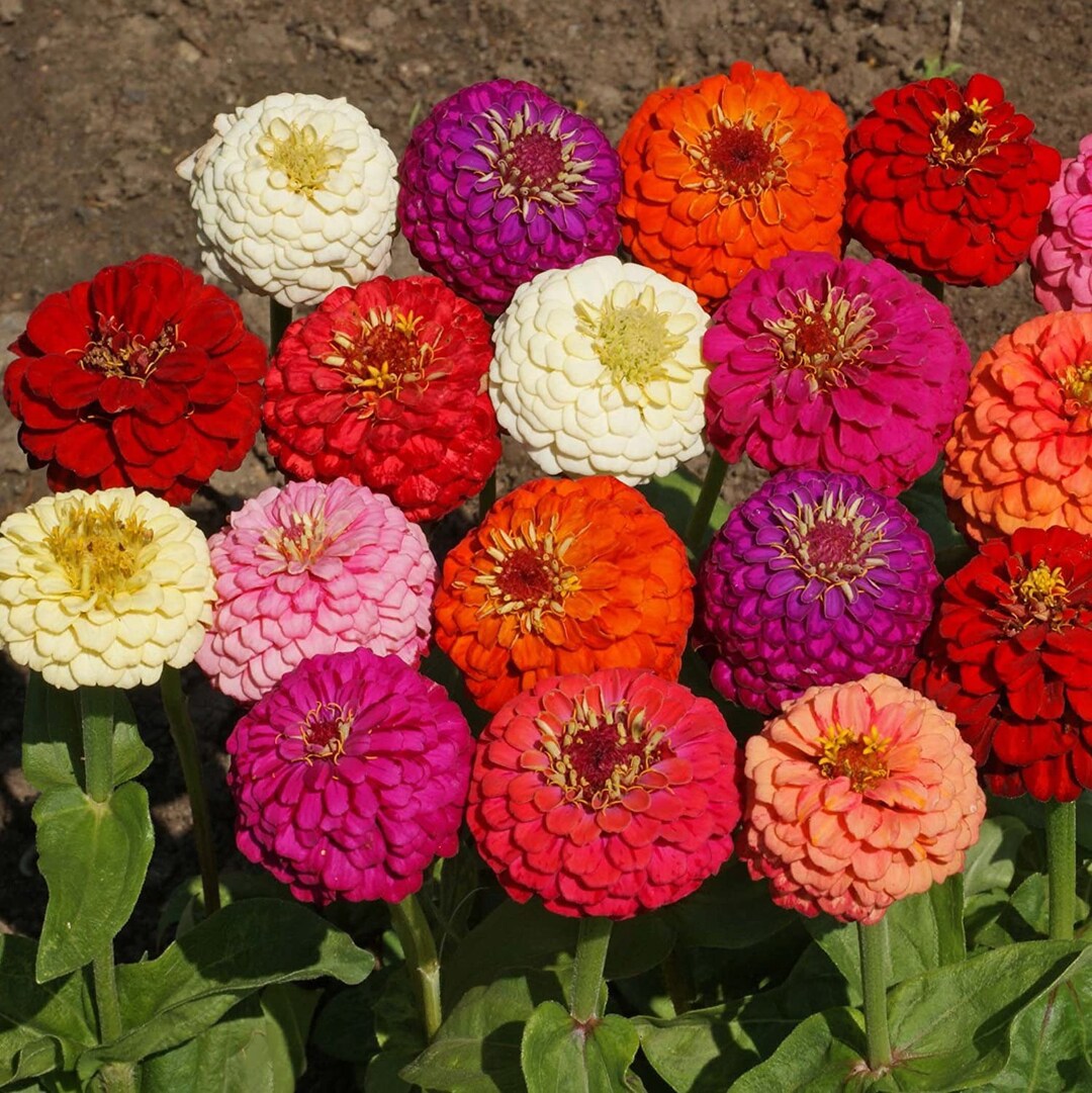 Zinnia Sombrero Seed Mix - Etsy