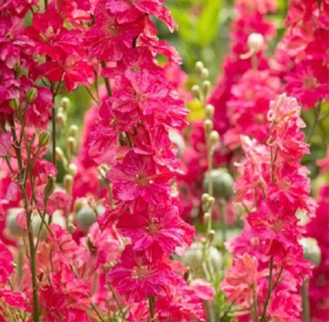 Raider pink delphinium seeds perennial | Etsy