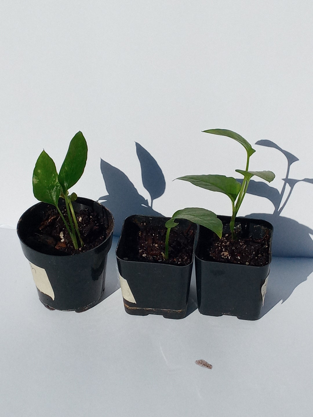 Skeleton Key Pothos Epipremnum Pinnatum Rare Live Tropical - Etsy