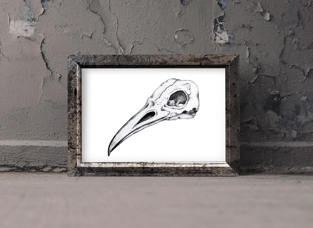 Bird Skull Ink Drawing Macabre Art Print - Etsy