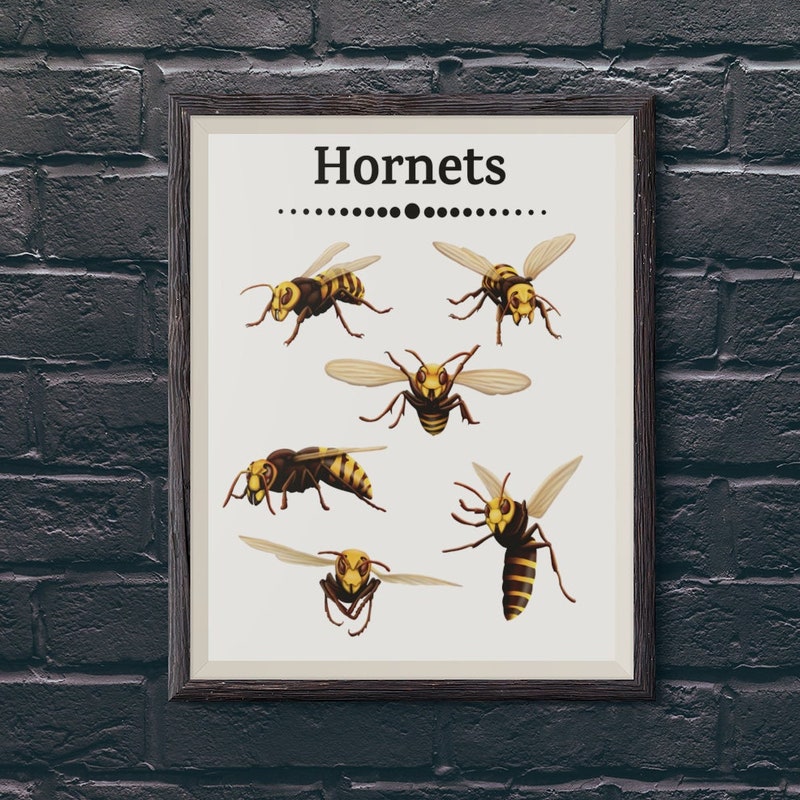 Insect Poster - Etsy