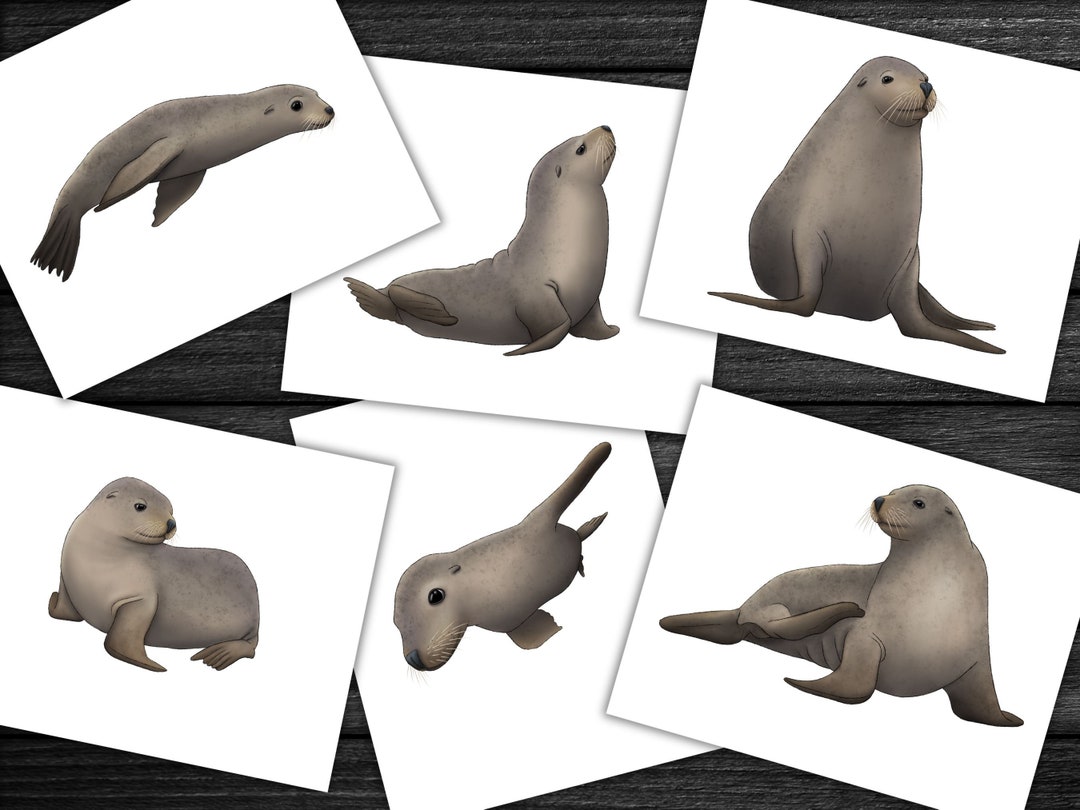 Sea Lion Print Set Marine Life Wall Decor Australian Sea Lion Artwork ...