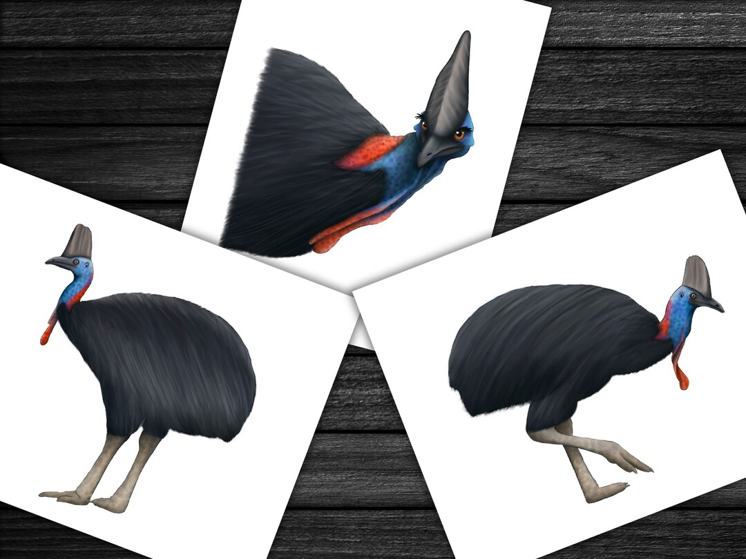 Cassowary Prints / Cassowary Wall Art / Cassowaries Collection ...