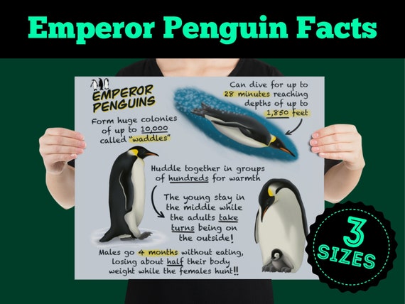 Emperor Penguin Facts Ks1 _ Penguin Fact File PowerPoint – NYELIS