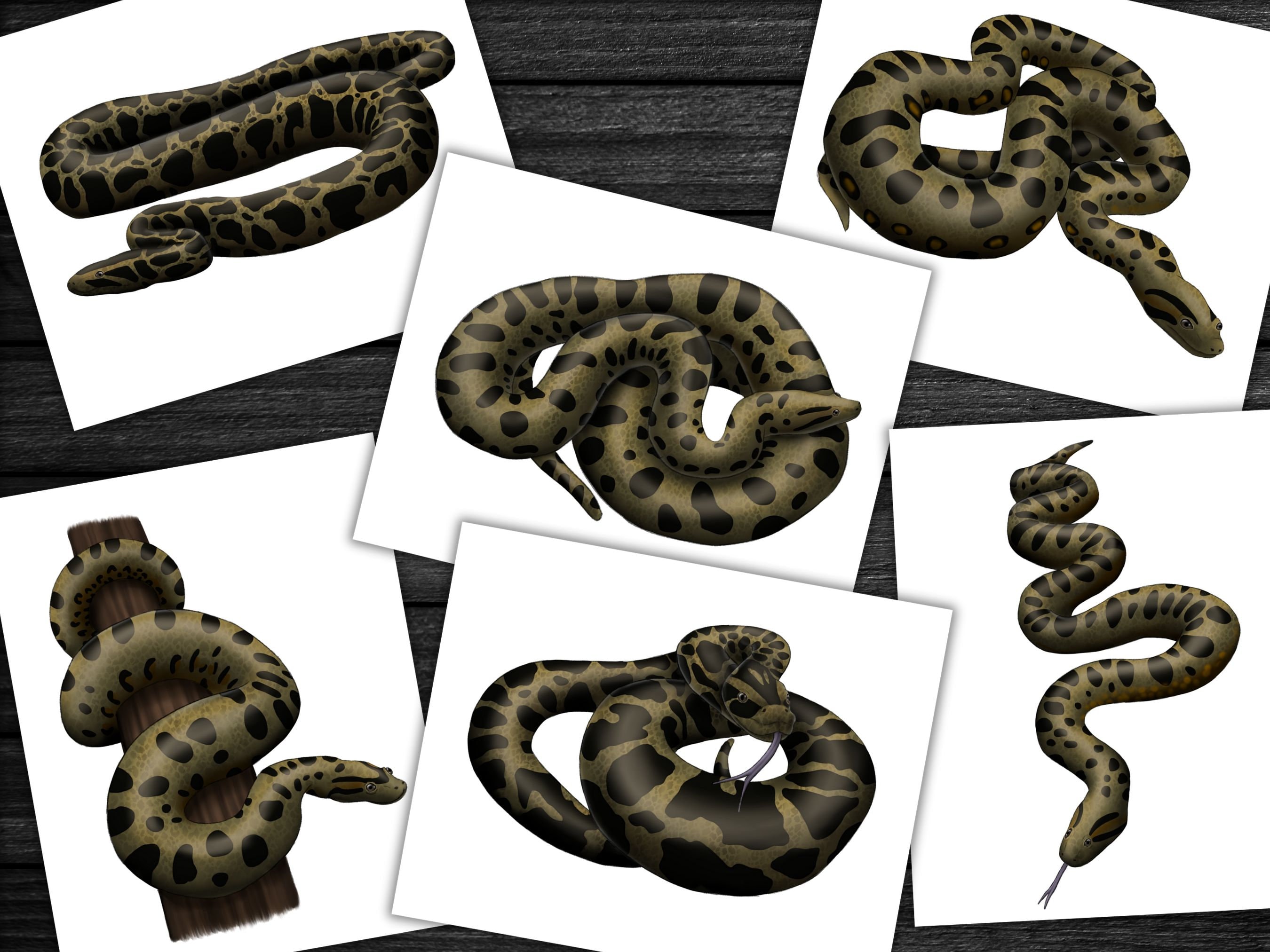 Anaconda Snake In Water