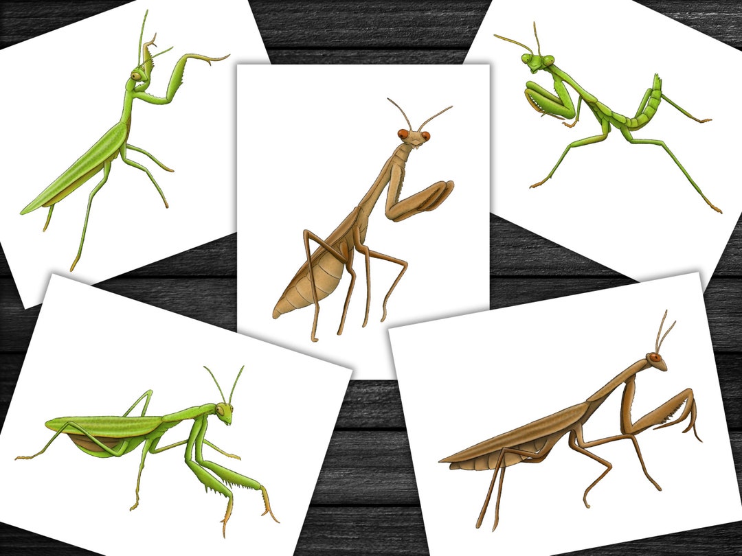 Praying Mantis Art Print Set Insect Illustration Wall Art Decor ...