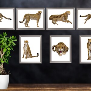 Cheetah Print Set Big Cat Safari Wall Art Animal Illustration Poster ...