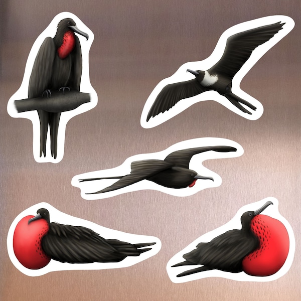 Frigate Bird - Etsy