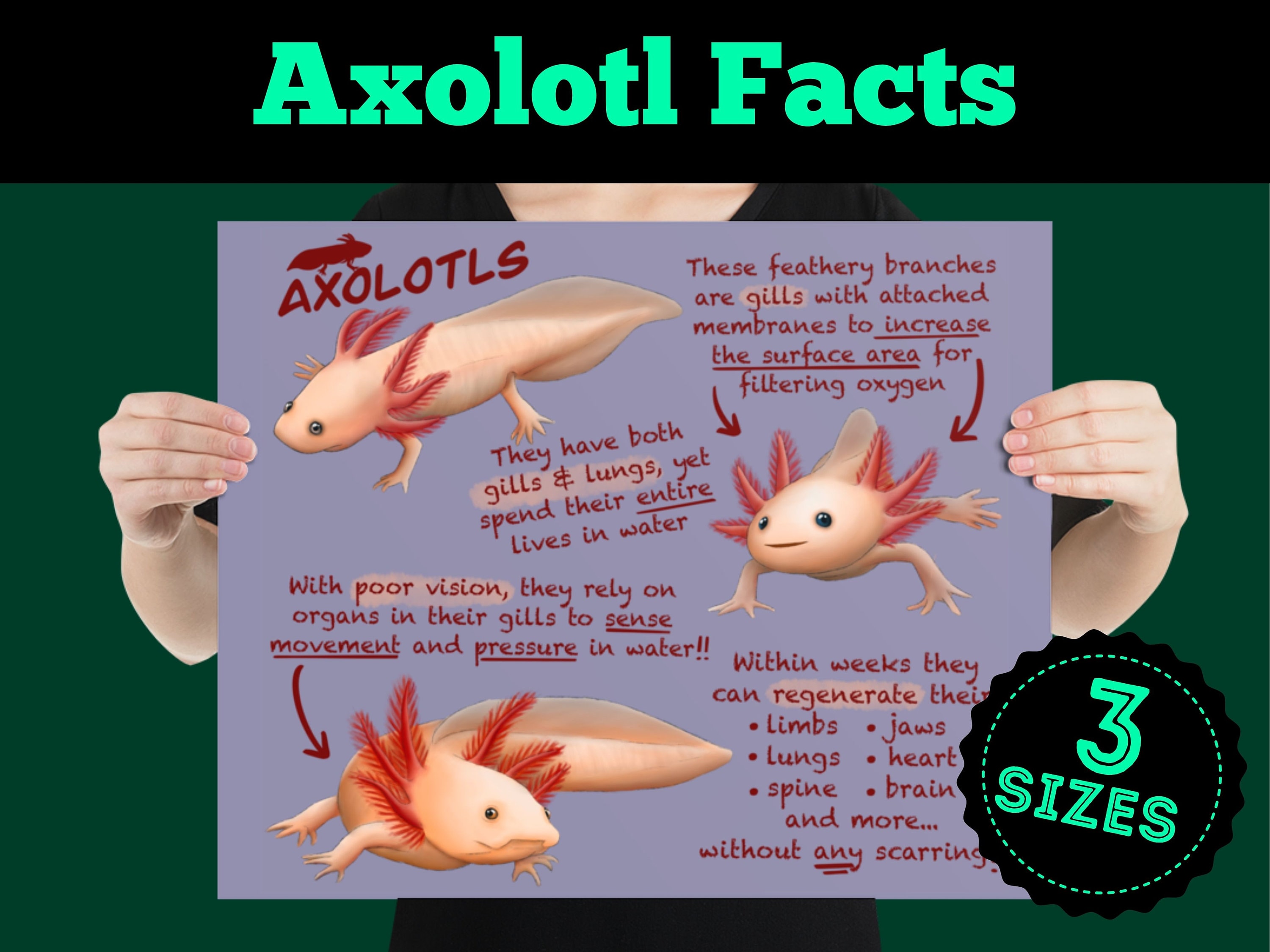Axolotl Facts