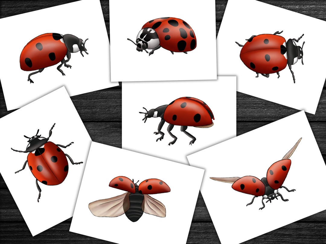 Lady Bug Prints / Lady Bug Wall Art / Insect Collection / - Etsy