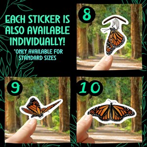 Monarch Butterfly Life Cycle Stickers Butterfly Decals Caterpillar ...