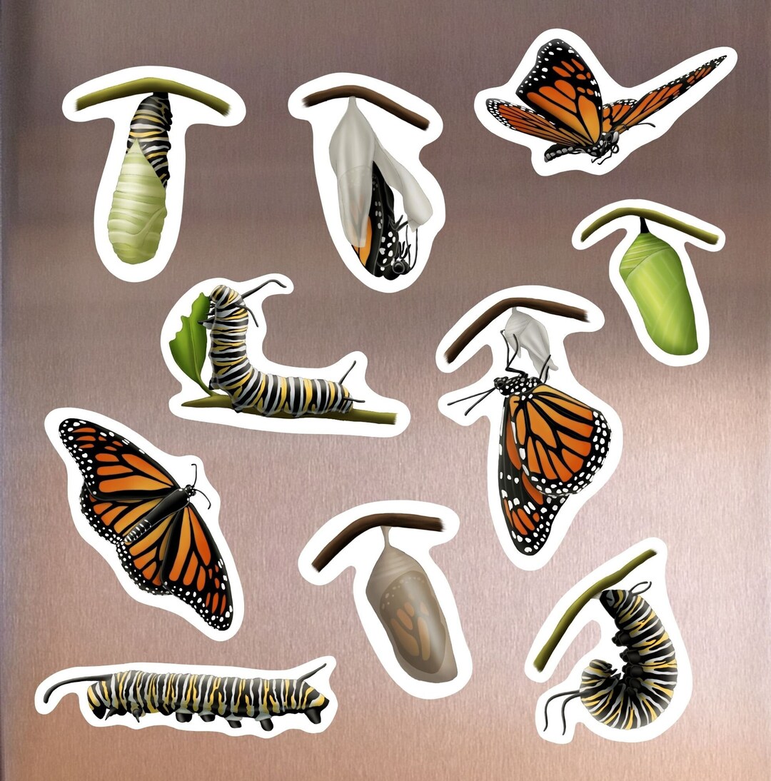 Monarch Butterfly Life Cycle Magnet Set Waterproof Vinyl - Etsy