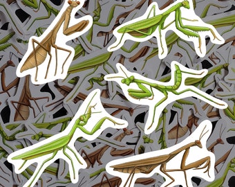 Praying Mantis Sticker, Insect Sticker, Bubble-free Stickers - Etsy