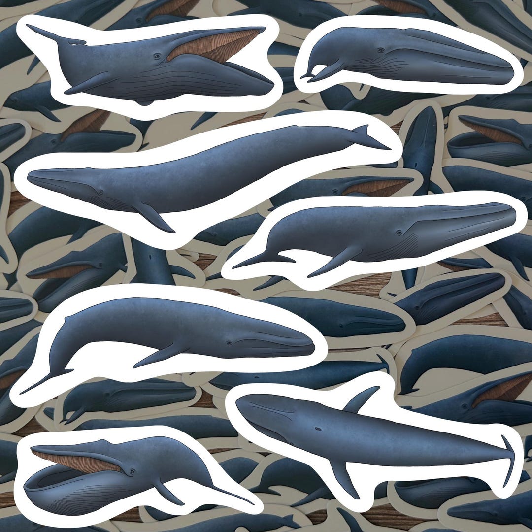 Blue Whale Sticker Pack Ocean Creature Vinyl Decal Nautical Theme Gift ...