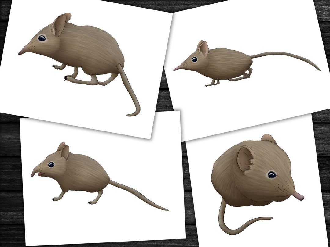 Elephant Shrew Print Pack Sengi Artwork Jumping Shrew Sketch Home ...