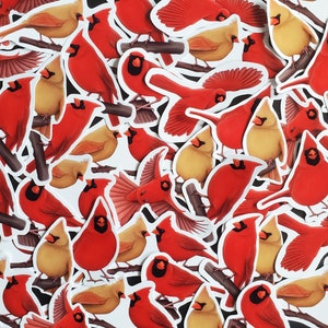 Cardinal Sticker Set Red Bird Decals Birdwatcher Gift Waterproof Vinyl ...