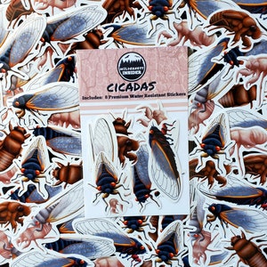 Cicada Sticker Pack Waterproof Vinyl Decal Insect Stationery Gift for ...
