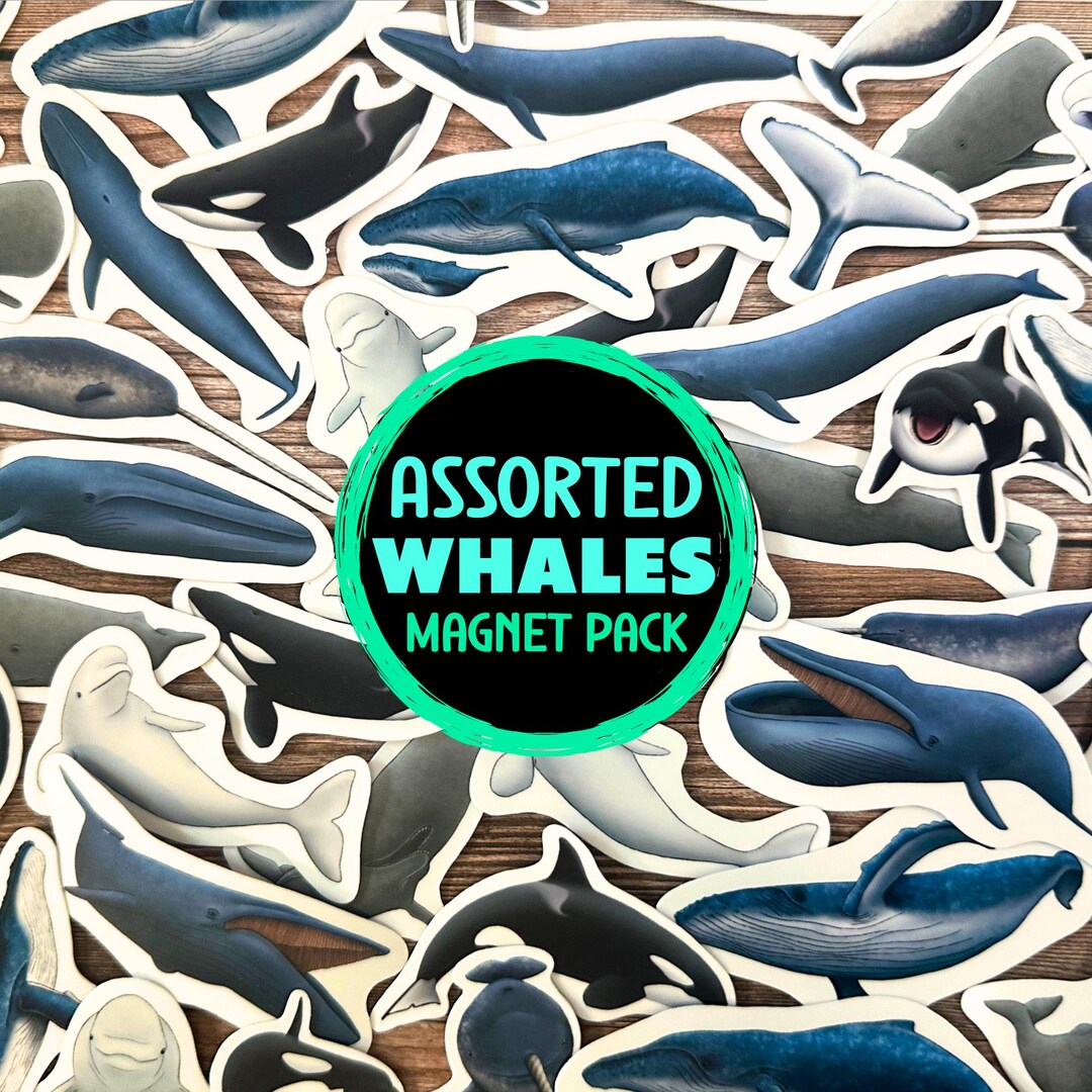 Assorted Whale Magnets Humpback Whale Decor Beluga Whale Gift for Orca ...
