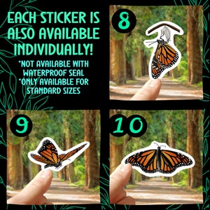 Monarch Butterfly Life Cycle Stickers Butterfly Decals - Etsy
