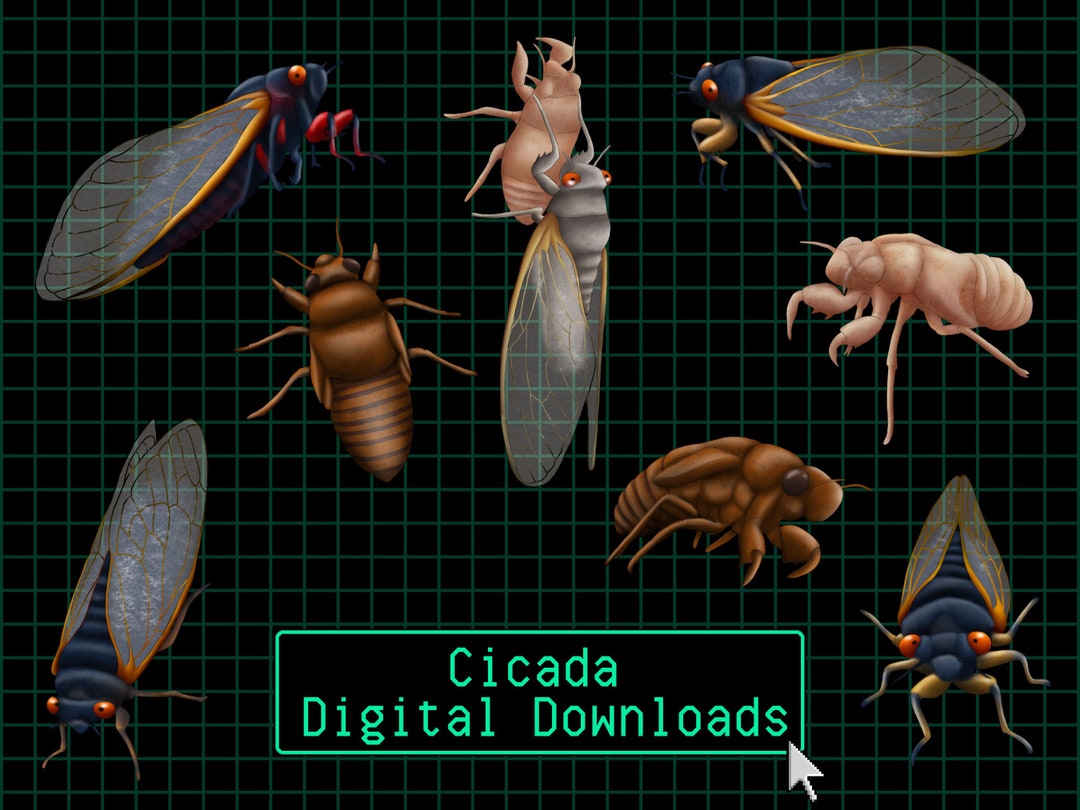 Life Cycle of a Cicada Digital Downloads Insect Clipart - Etsy Australia