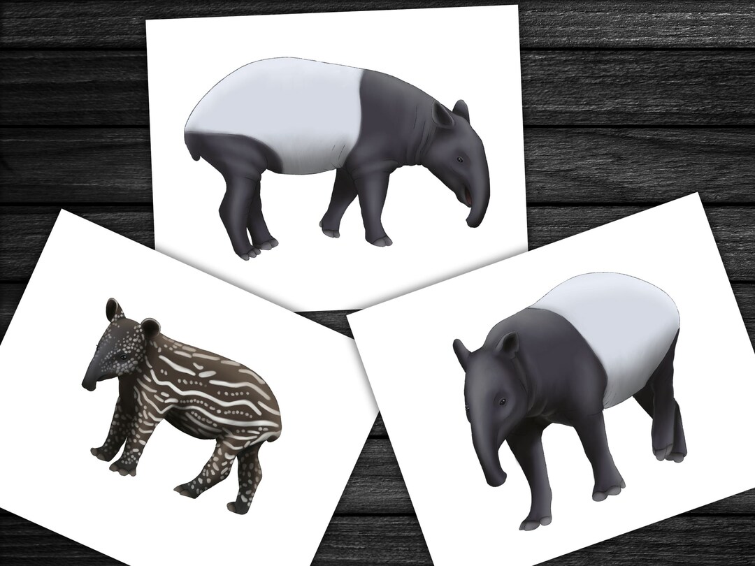 Malayan Tapir Art Print Set Jungle Wildlife Illustration Tropical Home ...