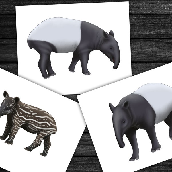Tapirs - Etsy