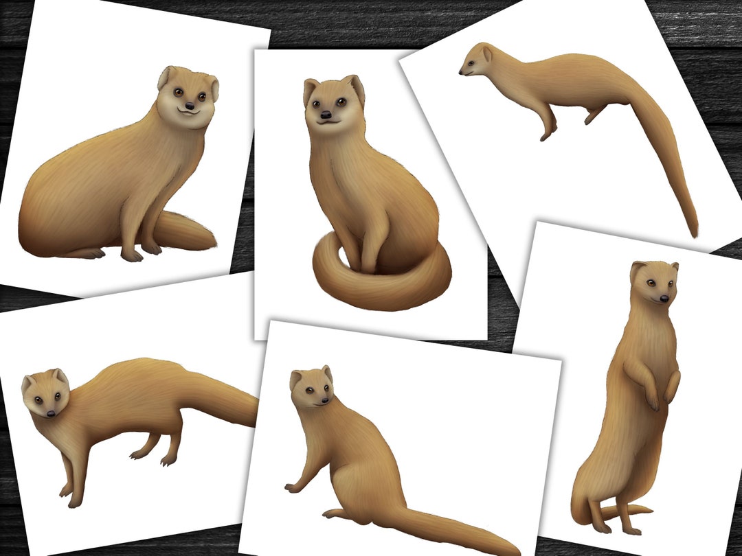 Yellow Mongoose Art Print African Wildlife Poster Realistic Animal Illustration Home Decor Gift ...