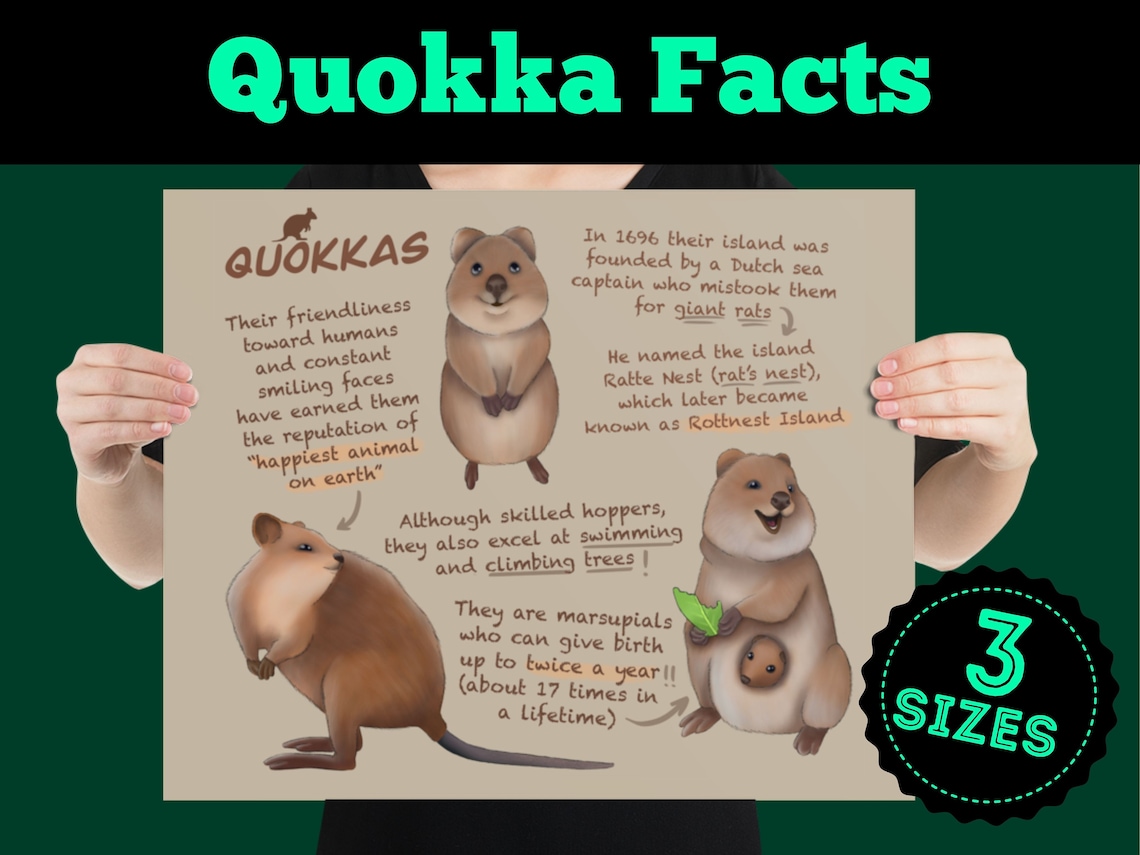 Quokkas Educational Poster Wildlife Fun Facts for Kids and | Etsy