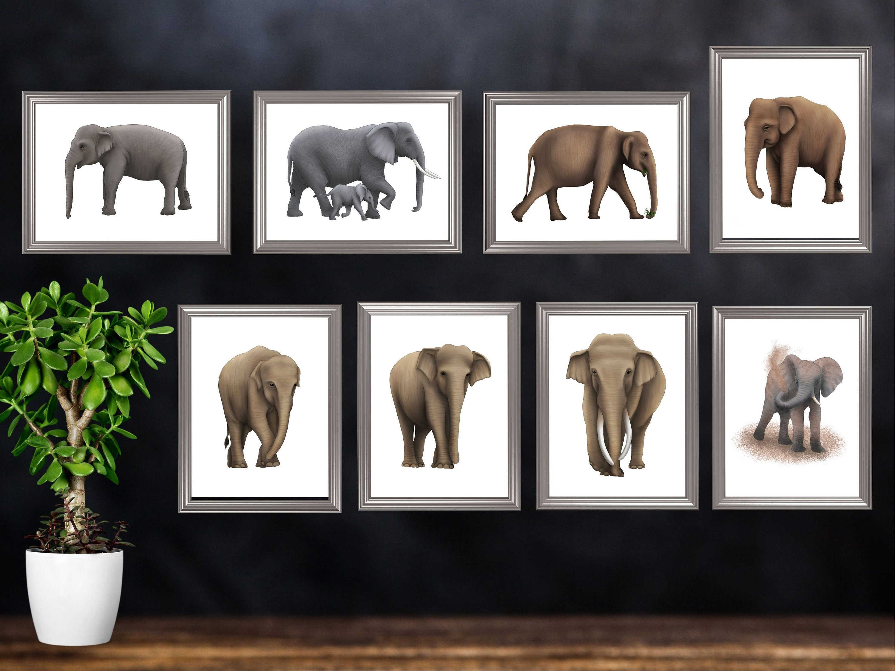 Pygmy Elephant Size Comparison