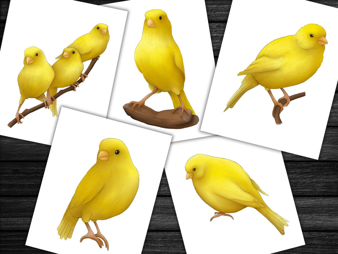 Canary Print Set Yellow Bird Modern Wall Art Songbird Illustration ...