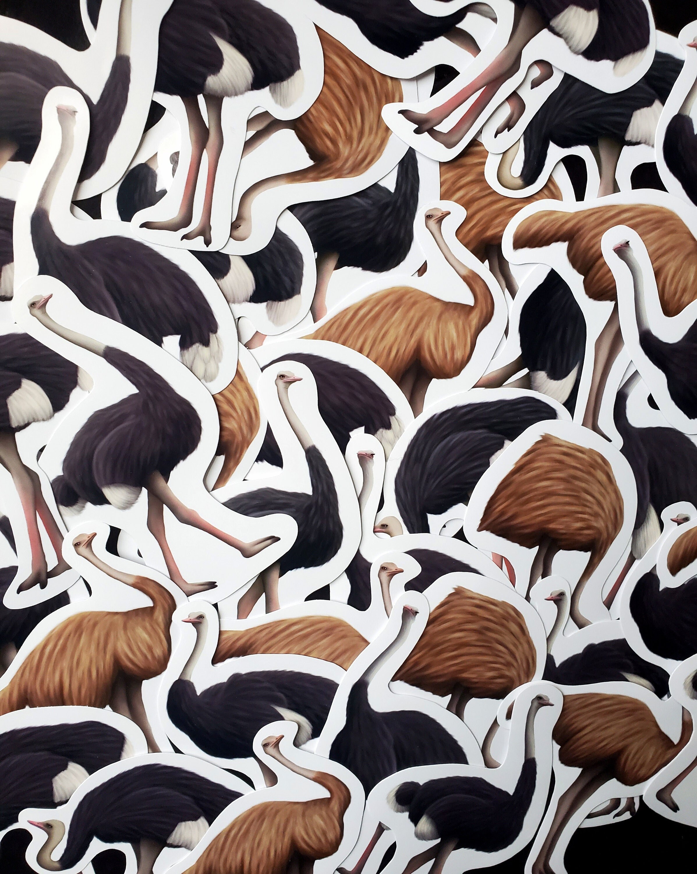 Ostrich Sticker Pack Waterproof Vinyl African Bird Decals Savanna ...