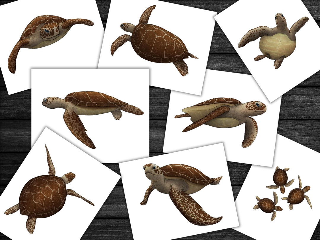 Sea Turtle Print Set Coastal Wildlife Wall Decor Turtle Artwork ...