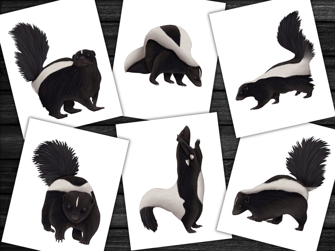 Skunk Art Prints Wildlife Wall Decor Black and White Animal ...