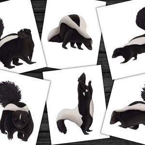 Skunk Art Prints Wildlife Wall Decor Black and White Animal ...