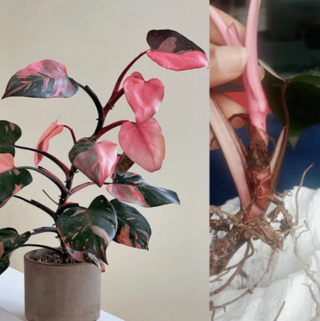 Philodendron Pink Princess Variegated Rooted Nodes Cuttings Free ...