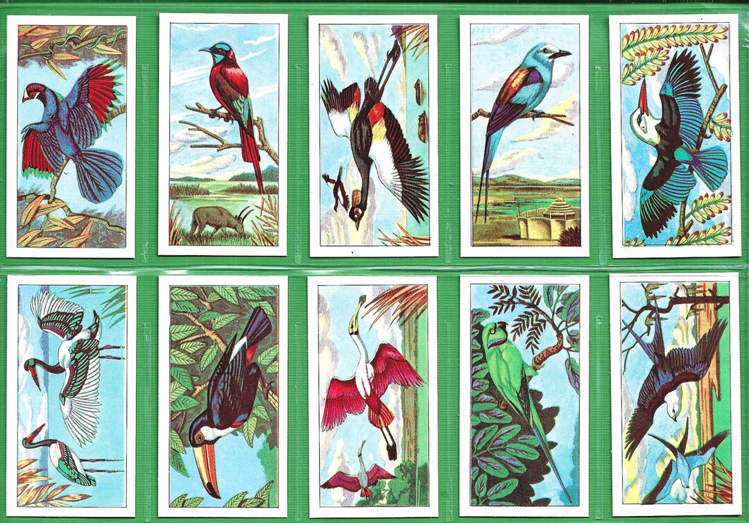 1966 Browne's Tea Tropical Birds Complete Set of 25 Cards Mint - Etsy